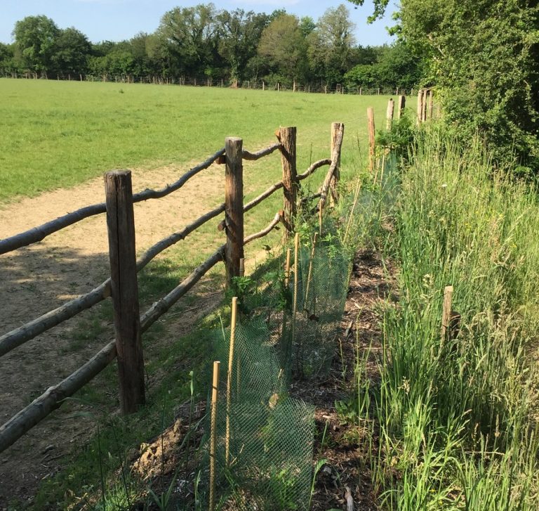 Les haies sur talus - Terra Innova